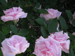 Rosa Kathleen Harrop