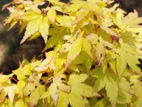 Akane Japanese Maple