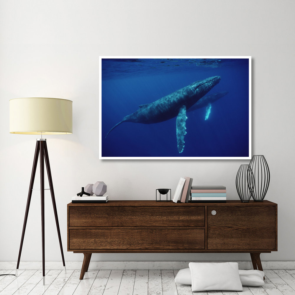 "Humpback Whale pair underwater, Hawaii" Paper Print by Flip Nicklin ...
