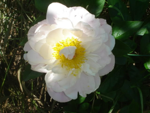 Some peony blossoms from The Land called Honalee
