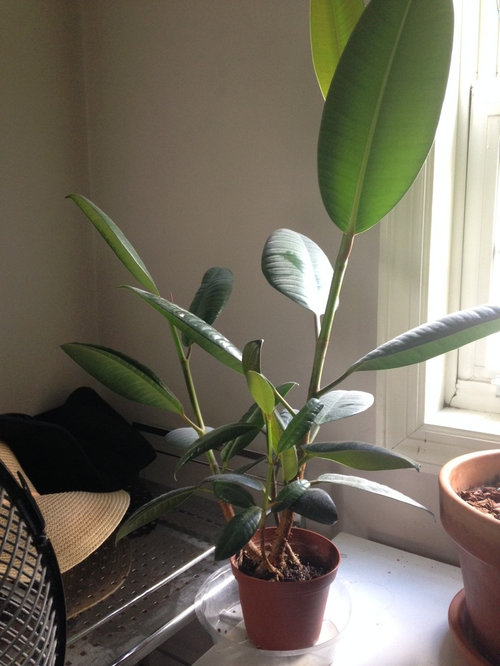 Pruning & repotting a Ficus Elastica