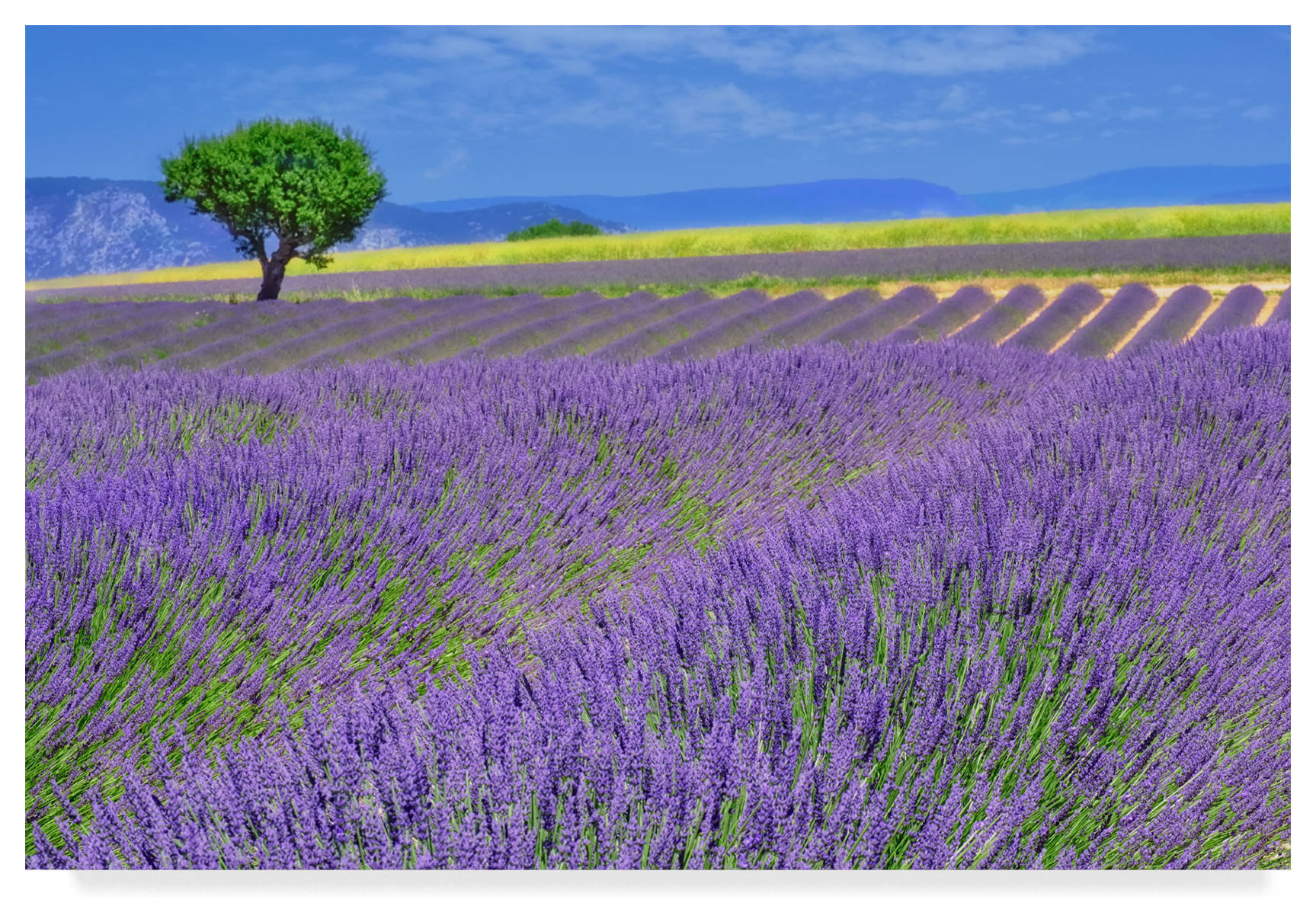 "Lavender Fields With Tree" by Cora Niele, Canvas Art, 16"x24 ...