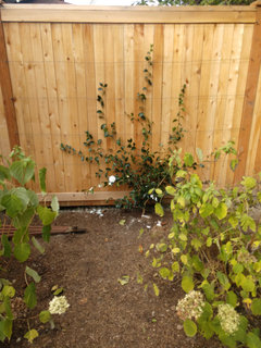 Espalier Camellia on fence