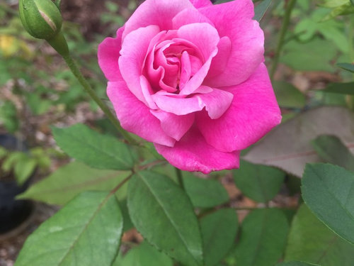 Attention-seeking roses