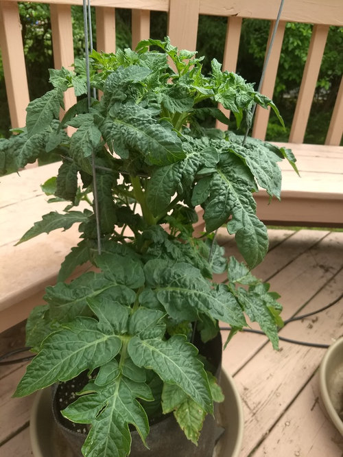 Brown tips on new growth
