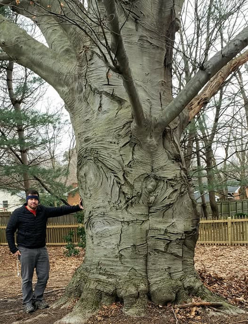 Big European beech with cool trunk Ohio | Houzz Forum