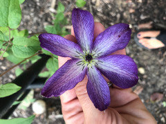 2019 Clem flower show