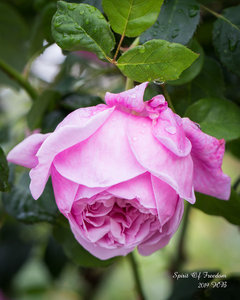 Sprit of Freedom rose