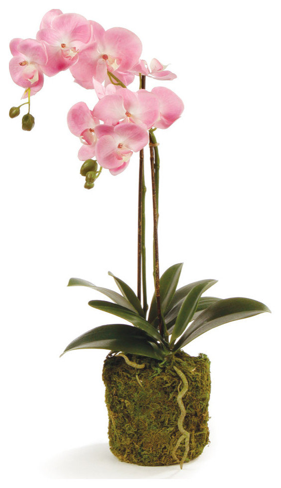 Phalaenopsis Orchid Drop-In with Root Ball, 23" - Contemporary ...