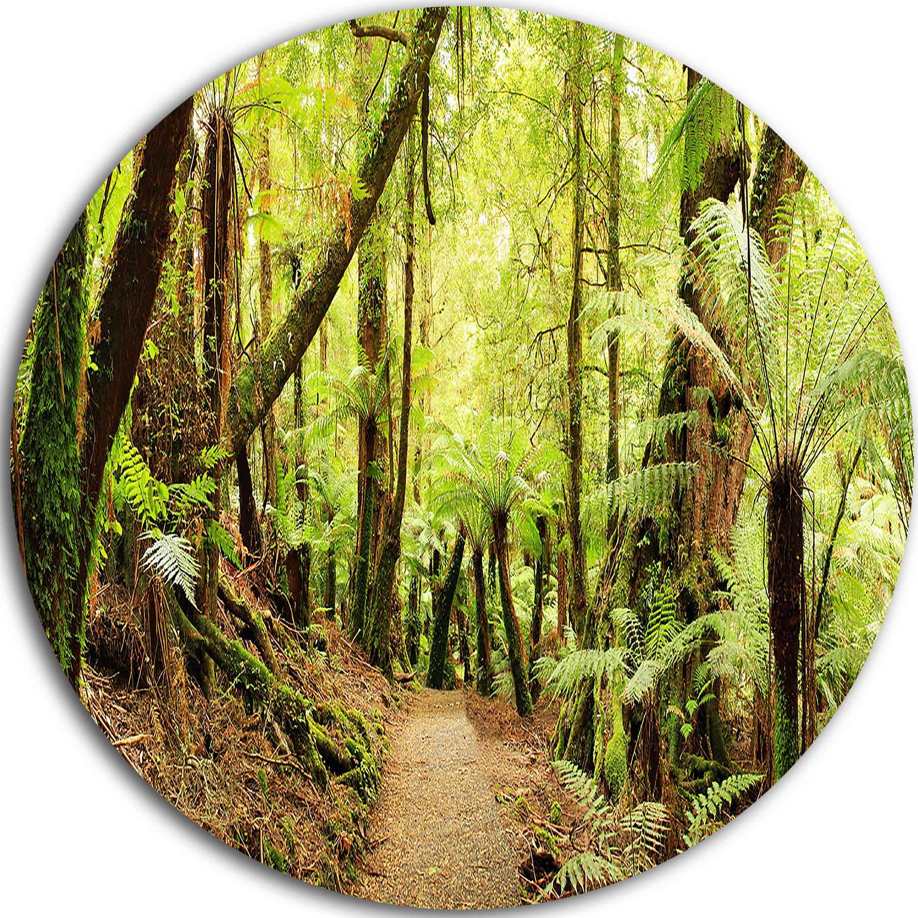 Rainforest Panorama Landscape, Photo Round Wall Art, Disc of 38 inch ...