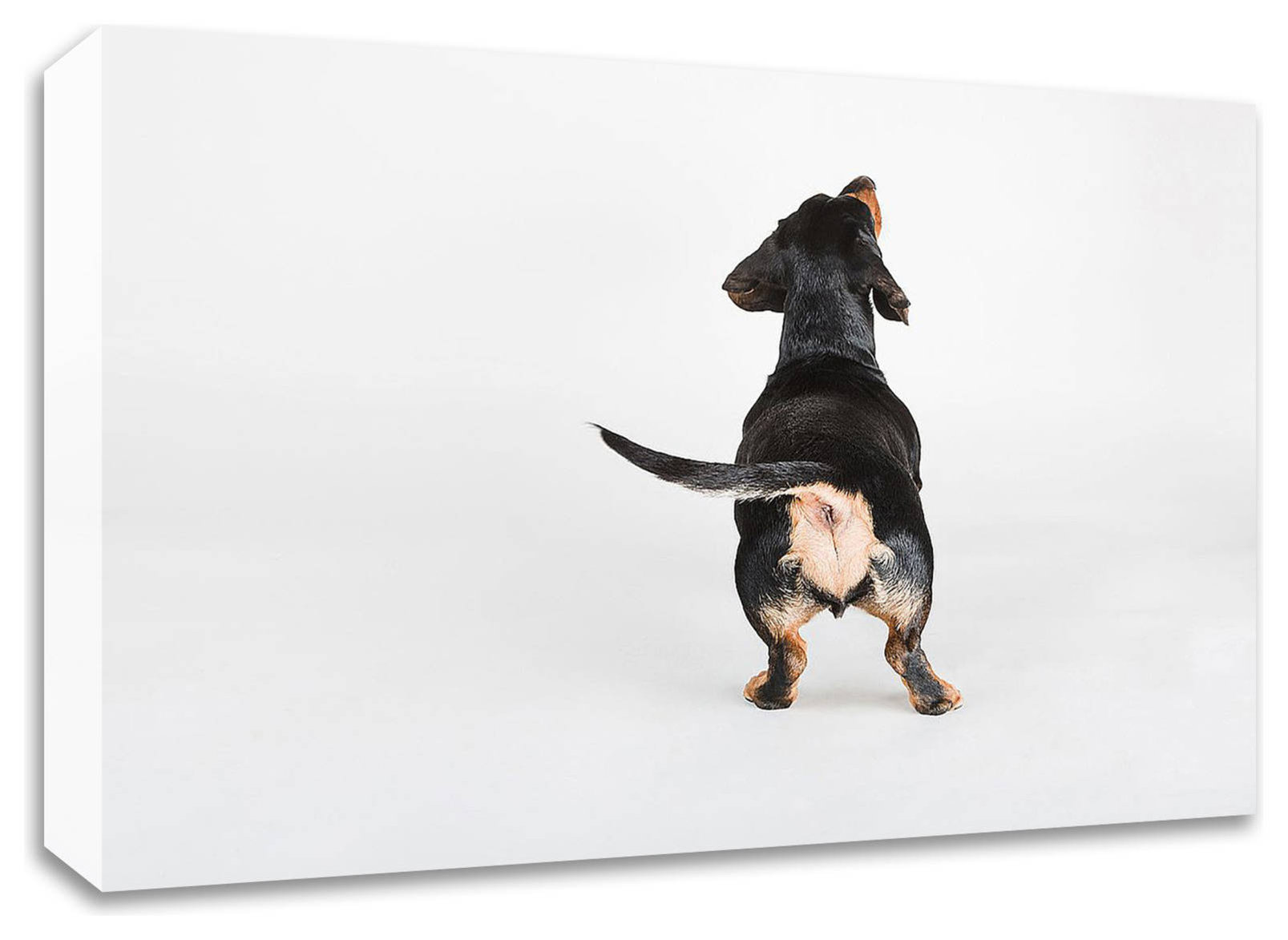 The Butt by Susan Sabo, Print on Canvas, Ready to Hang - Contemporary ...