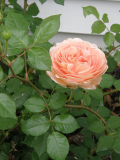 What is the single BEST David Austin rose?