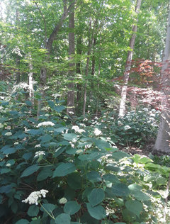 Raised brick tree ring