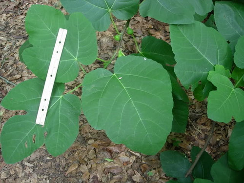 Fig identification help