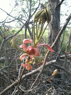Growing Hickory and Hican for Nut Production (2)