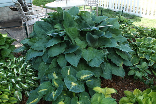 Hosta 'Komodo Dragon'