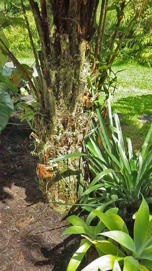 Propogating an existing Hapu'u