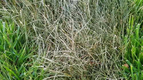 Diagnosing lawn disease