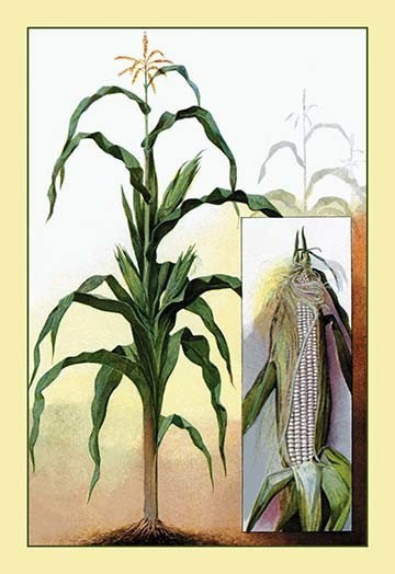 Sweet Corn, 20" x 30" - Prints And Posters - by Buyenlarge Inc. | Houzz