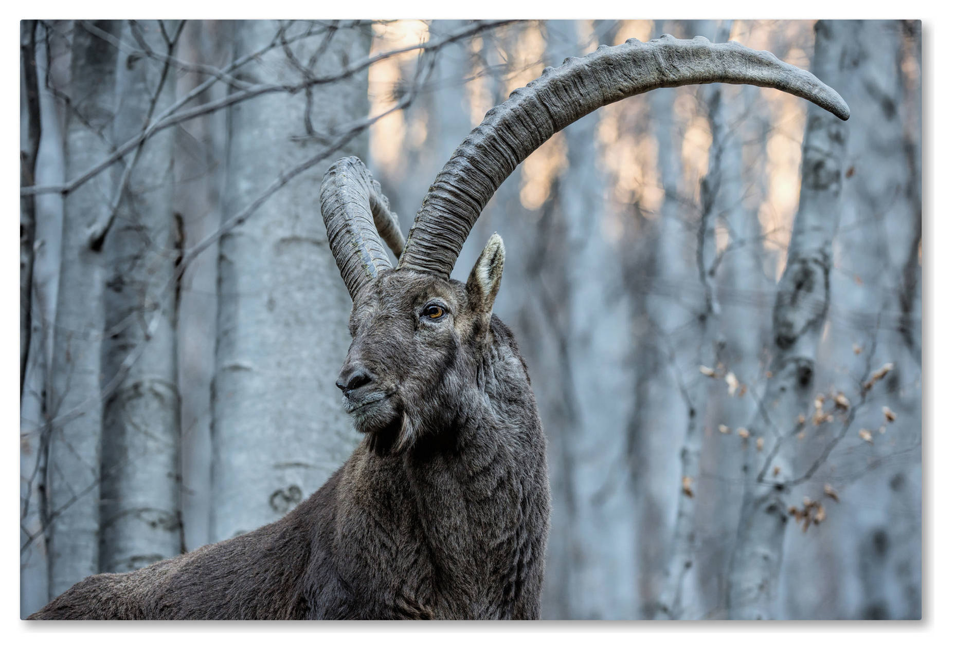 Daniele Bariviera 'Majesty' Canvas Art, 24"x 16" - Rustic - Prints And ...