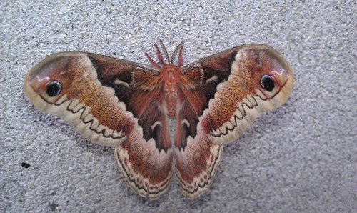 moth id