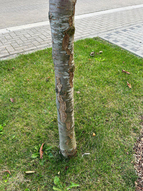 Cherry tree looking sick with weird markings on trunk…time to replace?