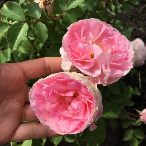 Roses 2017 | Houzz Forum