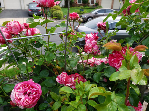 Ordered Red Eden rose but got something else.