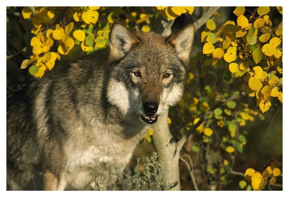 "Timber Wolf portrait among aspen leaves, Teton Valley" Paper Art, 20 ...
