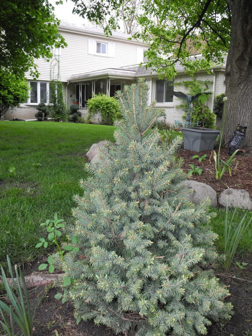 Picea pungens 'Sester Dwarf'