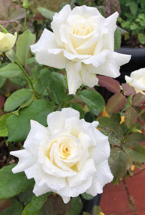 Three beautiful Zary Roses