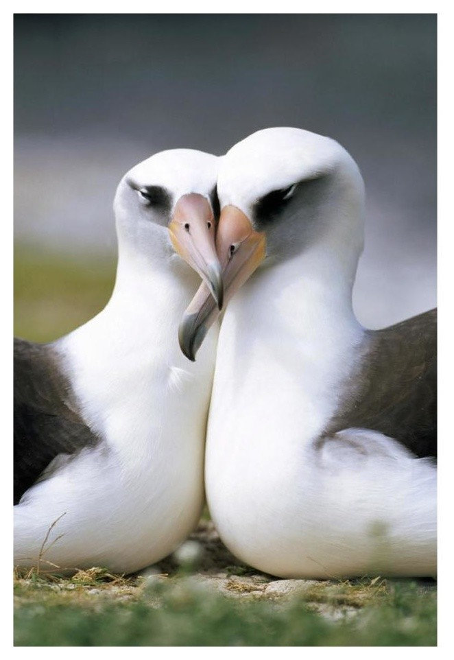 "Laysan Albatross Pair Bonding, Midway Atoll, Hawaii" Wall Art, 18"x26 ...
