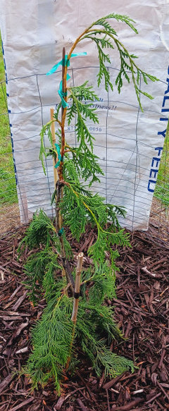 My first online order.