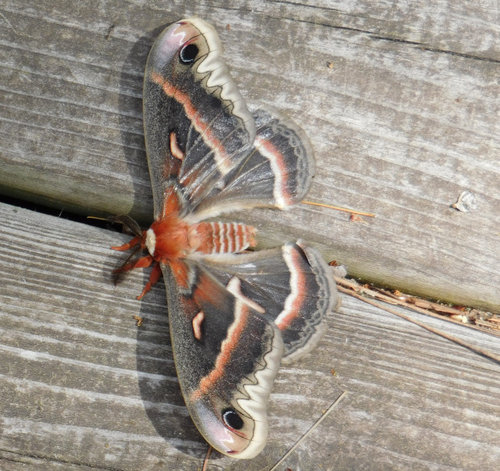 Another night time visiting moth