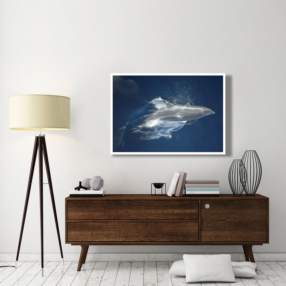 Bottlenose Dolphin Leaping Playfully, Hood Island, Galapagos Islands ...