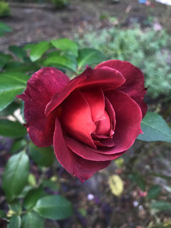 Healthy Bush, Obnoxious Color?