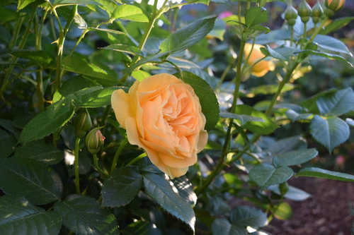 Is it a good year for roses?