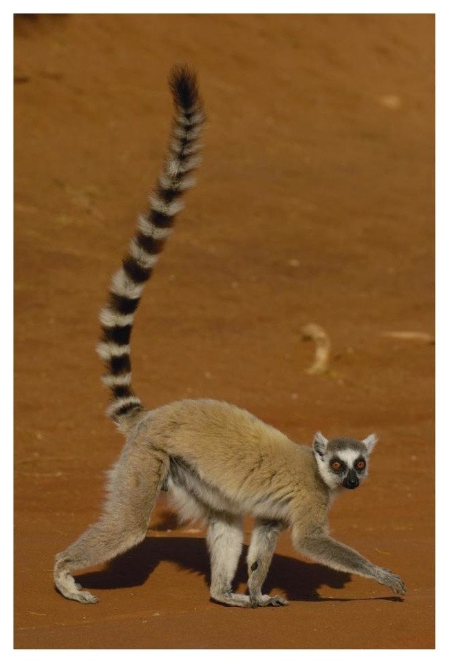 "Ring-tailed Lemur walking, Berenty Reserve, Madagascar" Paper Art, 14 ...