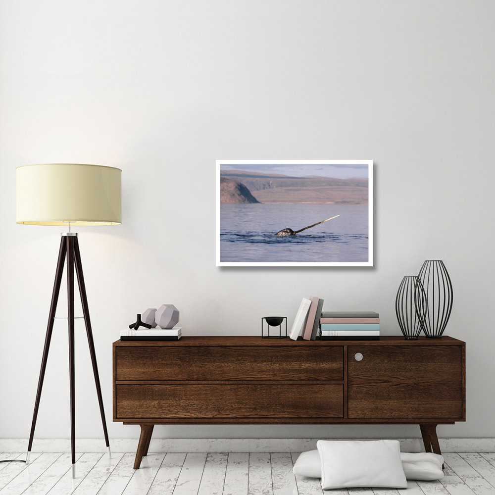 Narwhal Surfacing, Baffin Island, Nunavut, Canada-Paper Art, 24"x36 ...