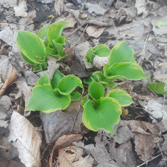 Hosta W 2022 ....................