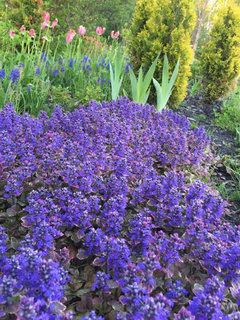 Random Garden Photos