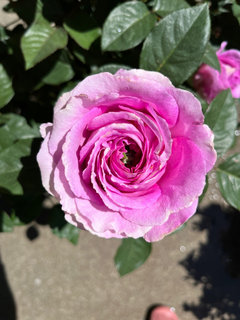 New Kordes rose here! "Raspberry Cupcake" aka KORcarmsis
