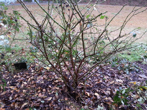 woody stems on knock out roses
