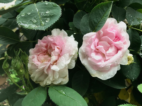 Do You Have Any Alba Rose Photos to Share (2021)?