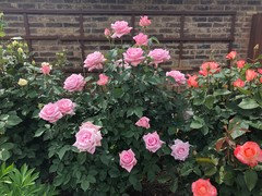 Please Tell Us About Your Best Ten Roses