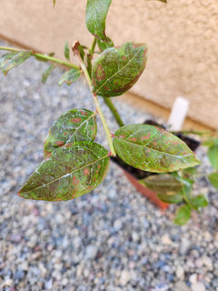 Blueberry Rust? New plants from online nursery