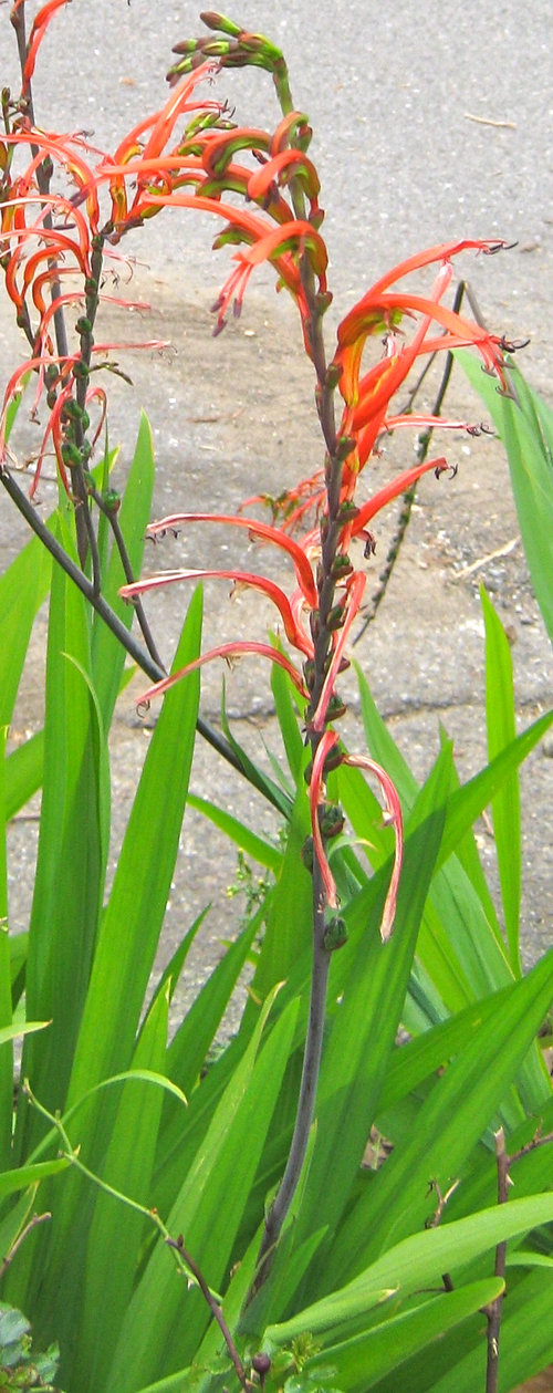 What is this weed bulb?