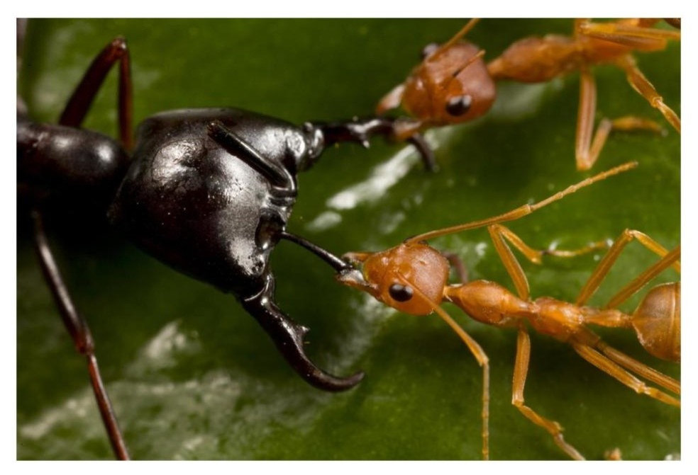 Weaver Ant Pair Defending Against Driver Ant Attack, Africa-Paper Art ...