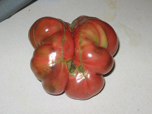 Ugly Tomato Contest
