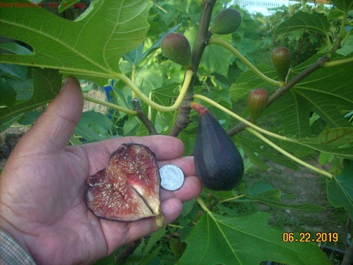 First ripe fruit this year,Nero 600m Breba,off 3 year old fig in pot